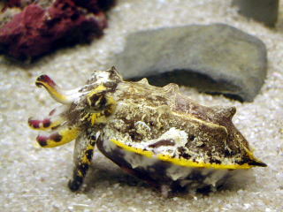 串本海中公園／水族館の人気者／ハナイカ